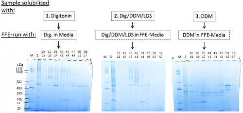 Protein Complexes | FFE Service by SERVA