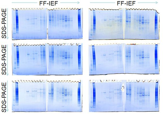 Reproducibility / Recovery | FFE Service by SERVA
