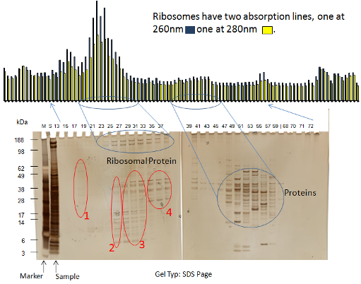 Separation of Ribosomes | FFE Service by SERVA
